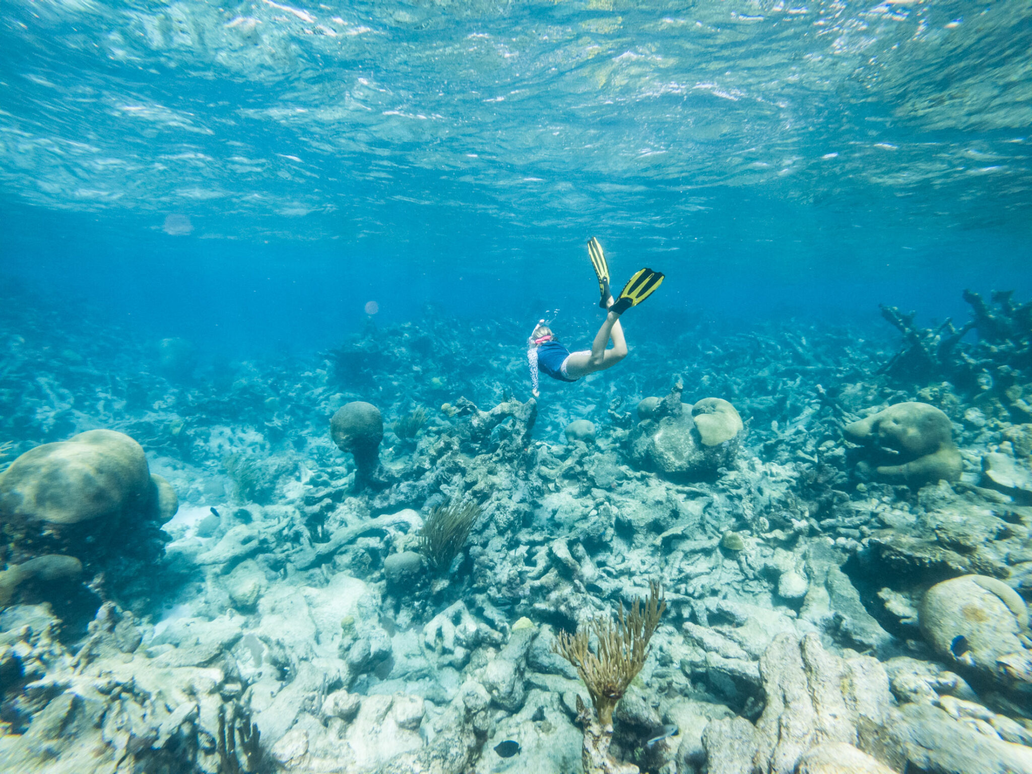 Snorkeling Buck - Bumfuzzle