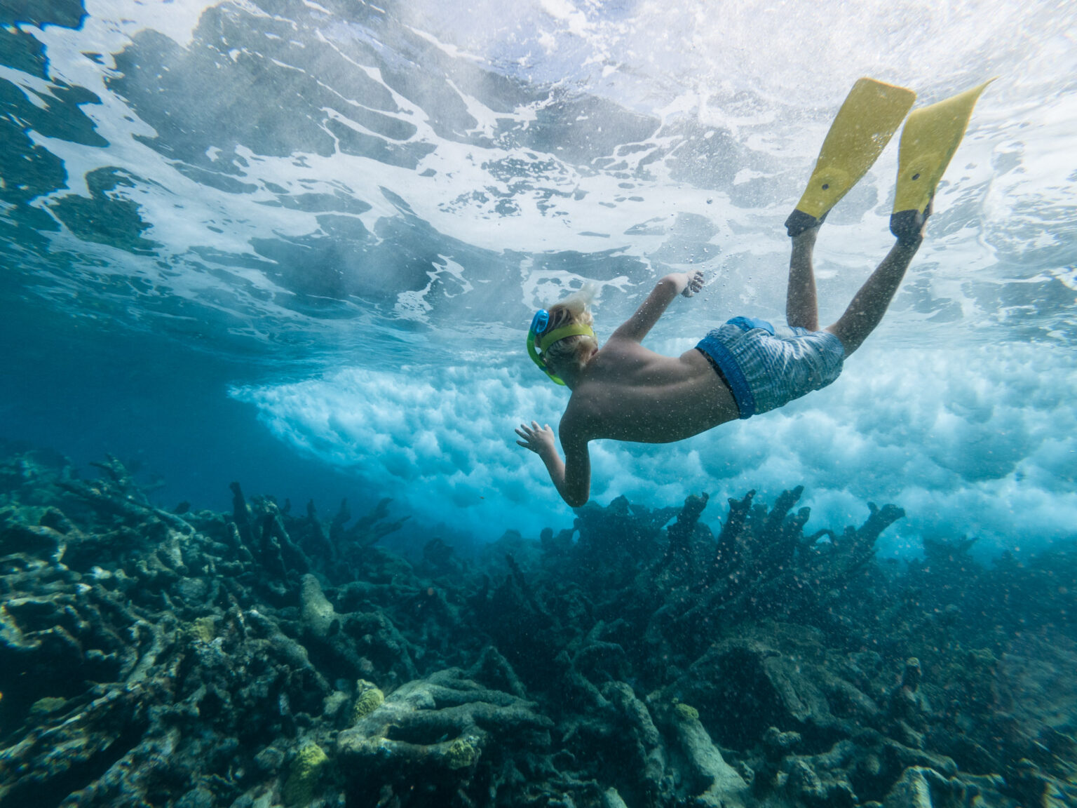 Snorkeling Buck - Bumfuzzle