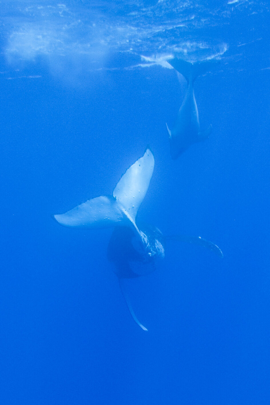 Aitutaki Whales - Bumfuzzle